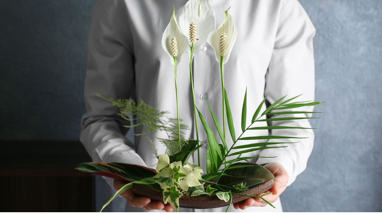 Kvet "ženského šťastia" prináša svojej majiteľke šťastie v láske ...